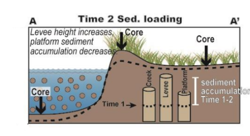 Effects of Increasing Coastal Sediment Loads on Tidal-creek Levee ...